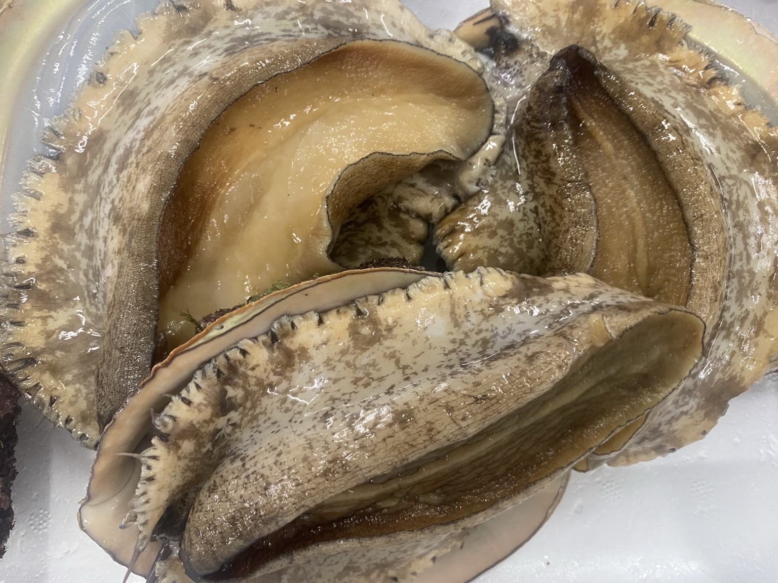 活アカアワビ10入約3.3kg(沿岸) | UUUO(ウーオ)