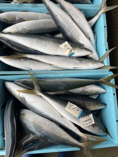 ツムブリ1〜3kg/匹約10kg(釣) | UUUO(ウーオ)