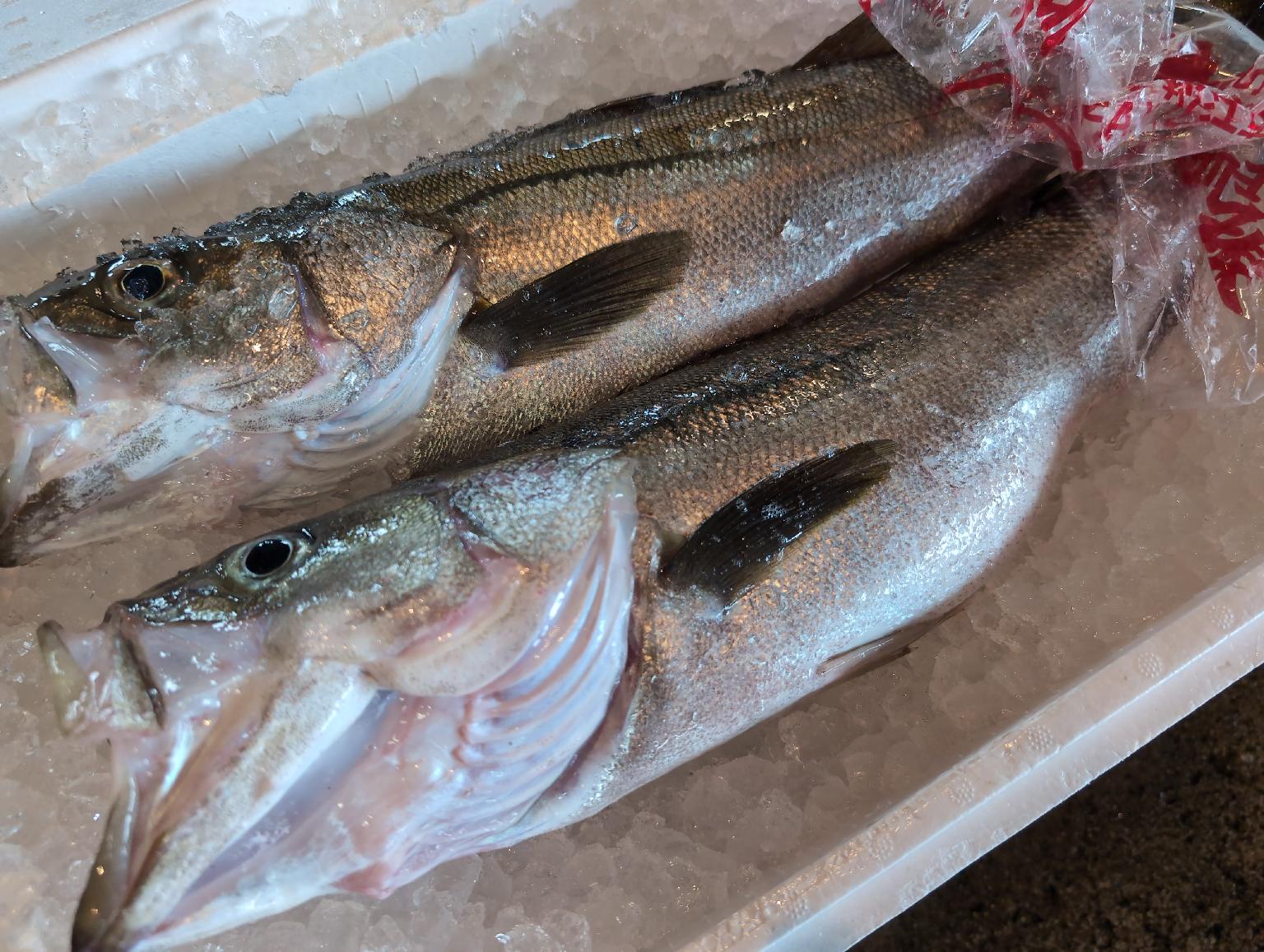 活〆スズキ2入約2.7kg(定置) | UUUO(ウーオ)