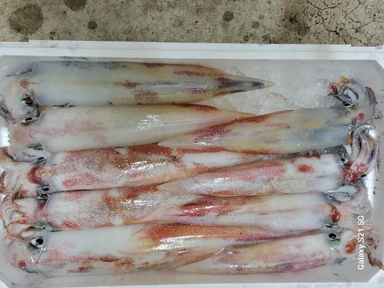 ケンサキイカ2段半端9入約4kg(釣) | UUUO(ウーオ)