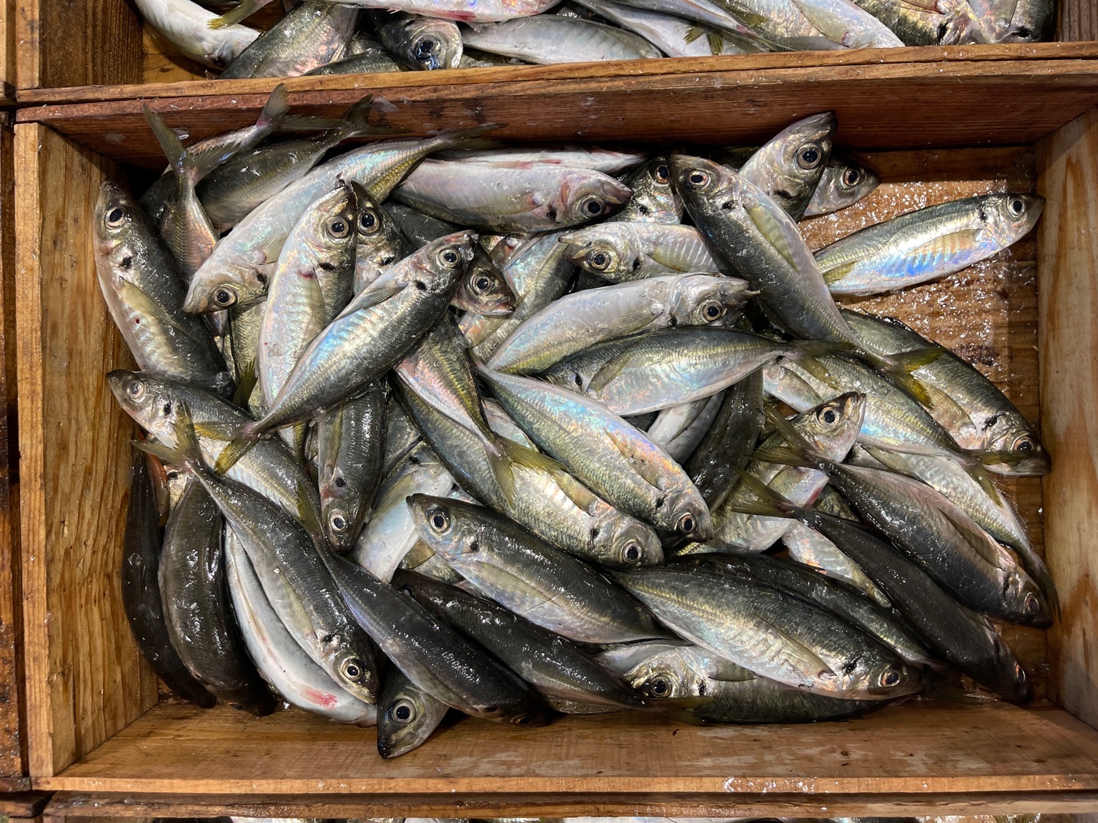 マアジ60g〜80g約7kg(定置) | UUUO(ウーオ)