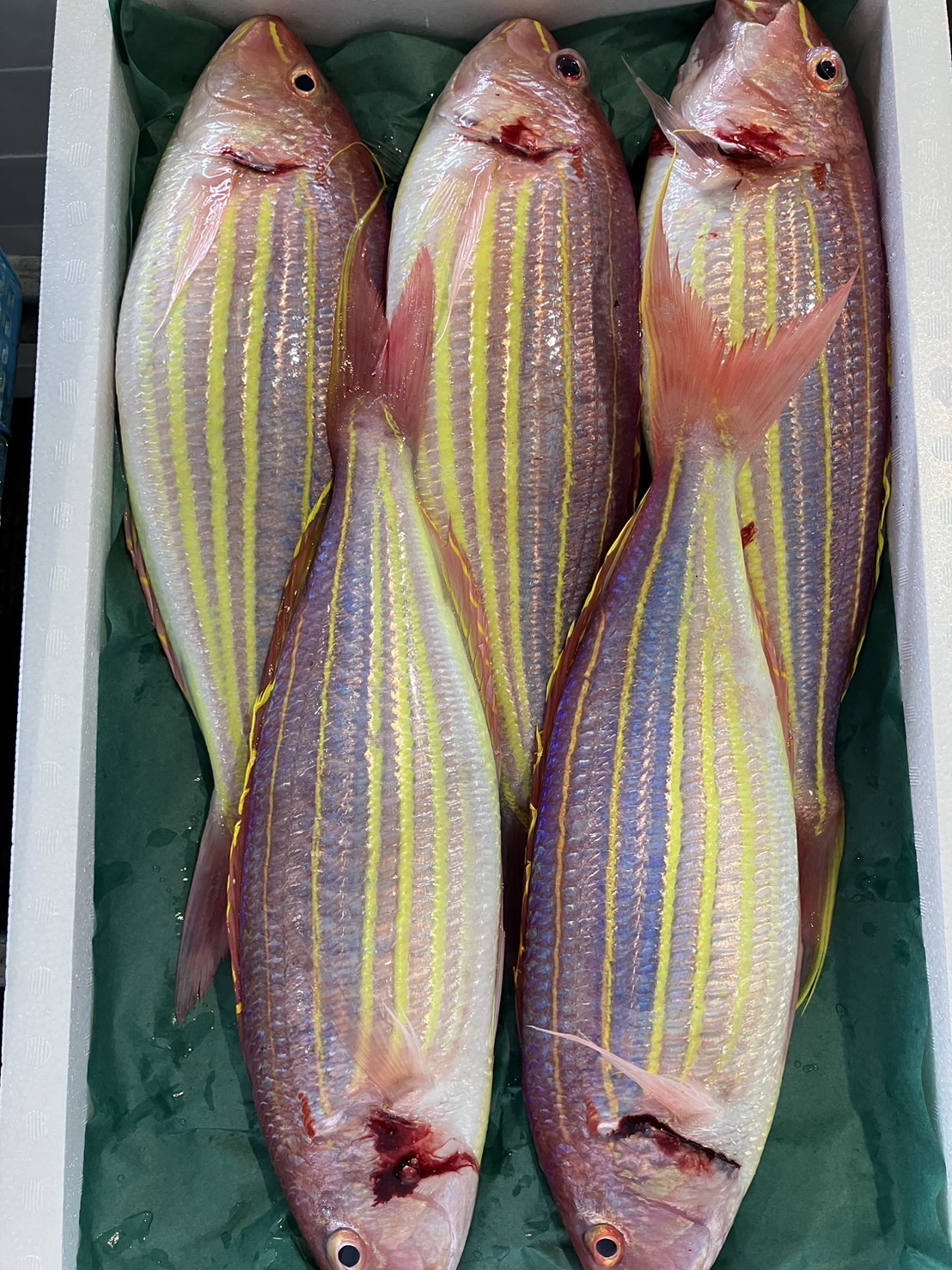 イトヨリダイ(底曳) | UUUO(ウーオ)