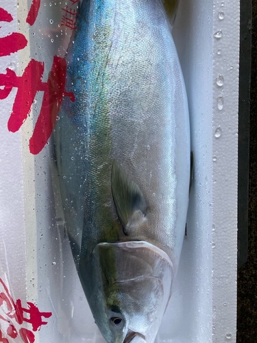 ブリ脂質15-18%6-7k台1入約6.7kg(定置) | UUUO(ウーオ)