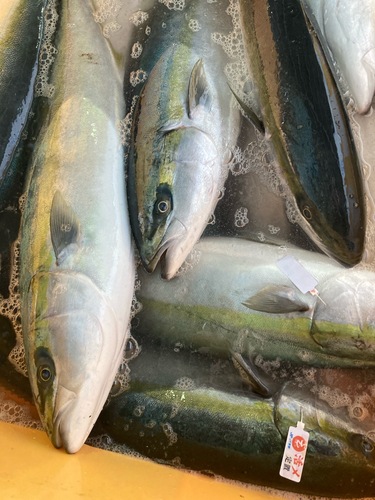 ハマチ8/10k3入約9.6kg(定置) | UUUO(ウーオ)