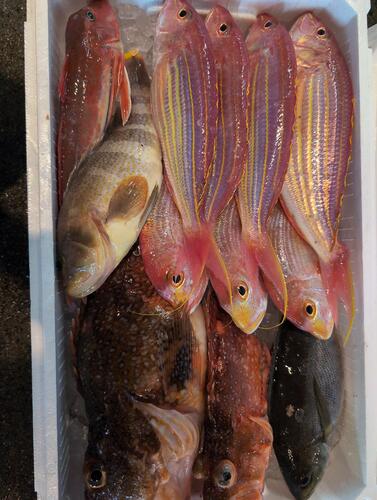 鮮魚BOX12入約5.5kg(釣) | UUUO(ウーオ)