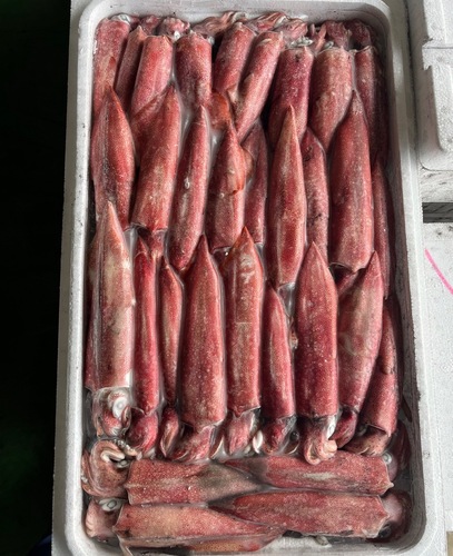 ケンサキイカ冷凍・2段半18入約4kg(釣) | UUUO(ウーオ)