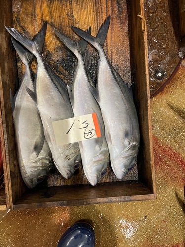 ギンガメアジ | UUUO(ウーオ)