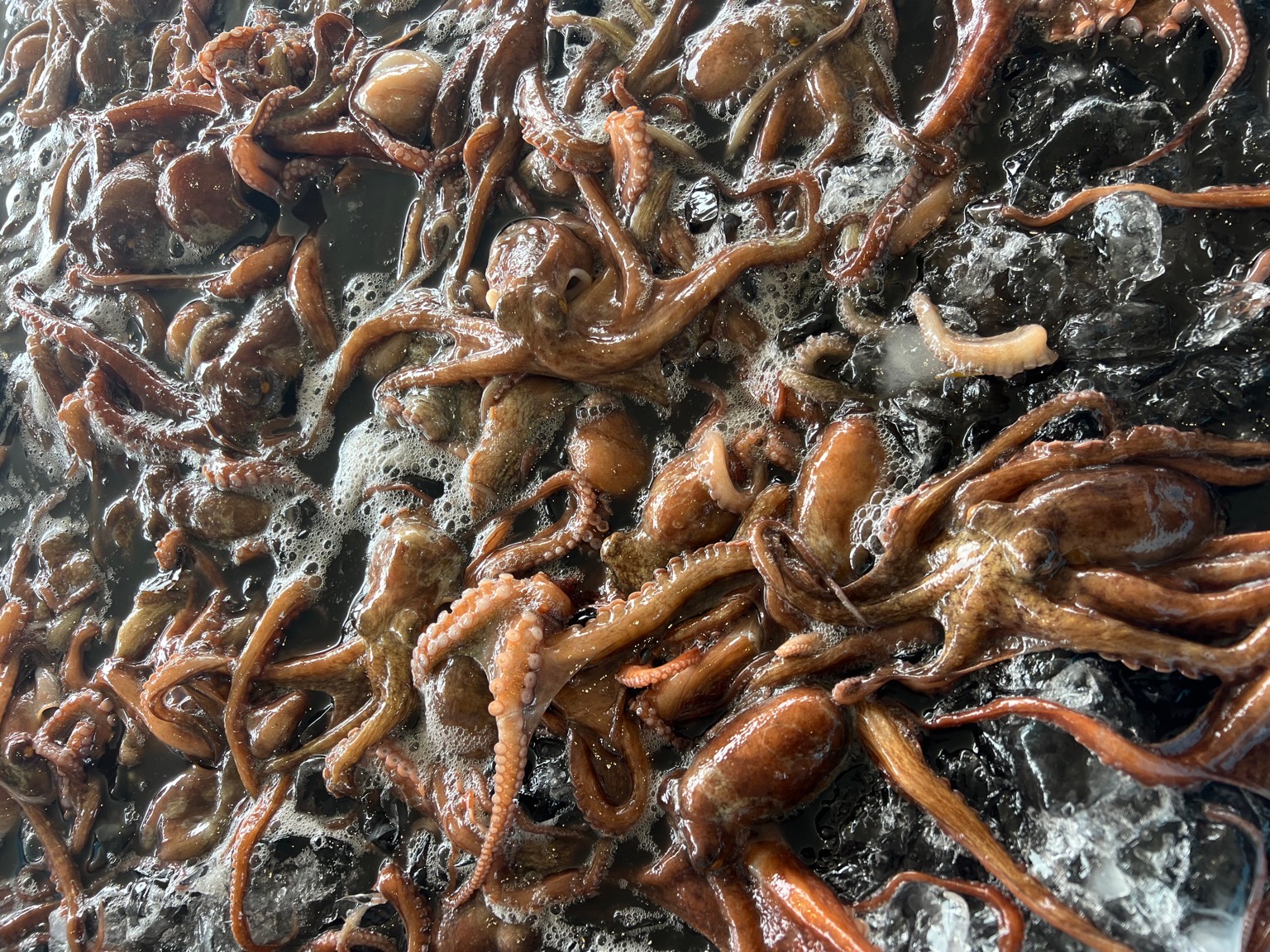 マダコ25入約6kg(底曳) | UUUO(ウーオ)