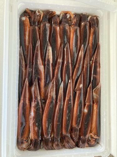 スルメイカ25入約5kg(釣) | UUUO(ウーオ)