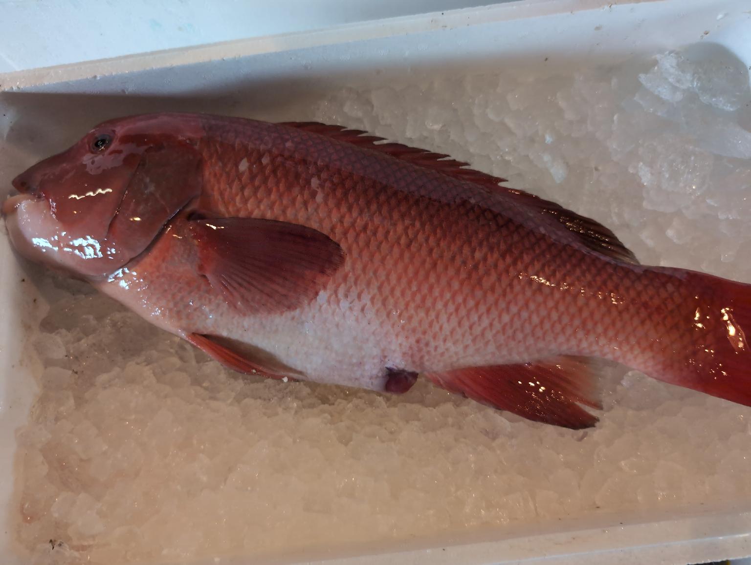 活〆コブダイ1入約3kg(釣) | UUUO(ウーオ)