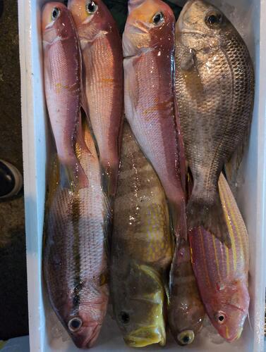 鮮魚BOX | UUUO(ウーオ)