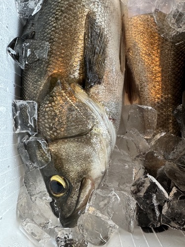 活〆スズキ4入約7.1kg(定置) | UUUO(ウーオ)