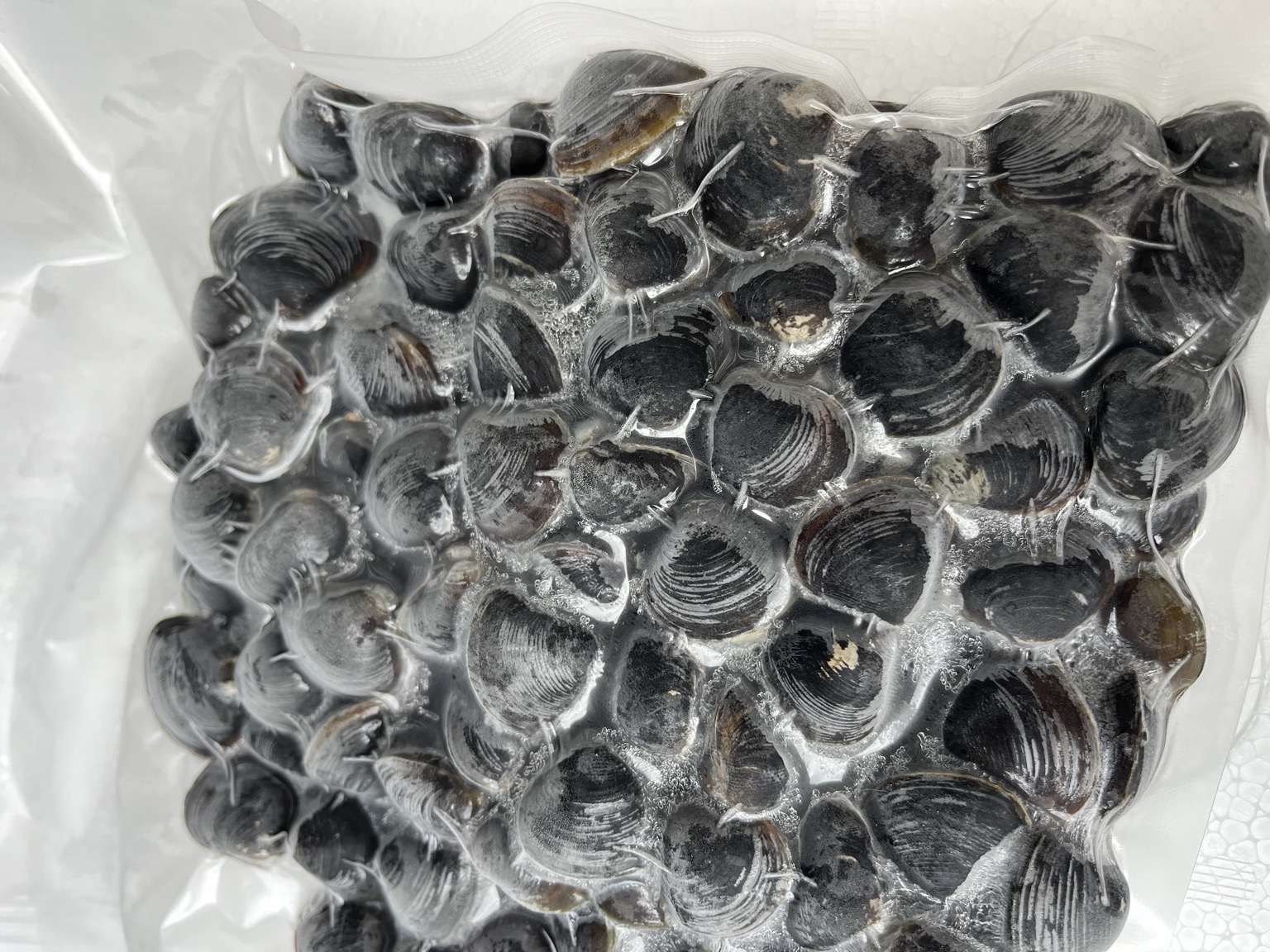 シジミS-Mサイズ500g1P10入約5kg | UUUO(ウーオ)