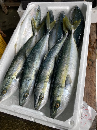 ツバス7k前後8入約7kg(定置) | UUUO(ウーオ)