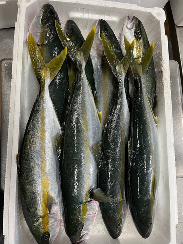 ヒラマサ6k前後6入約6kg(定置) | UUUO(ウーオ)