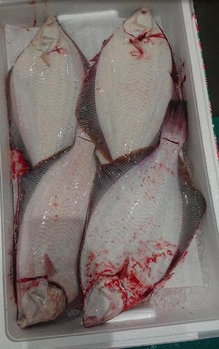 マコガレイ14/19入約5.3kg(沿岸) | UUUO(ウーオ)