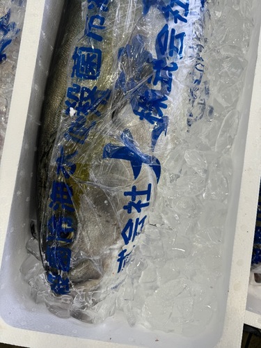 活〆ヒラマサ1入約7.8kg(定置) | UUUO(ウーオ)