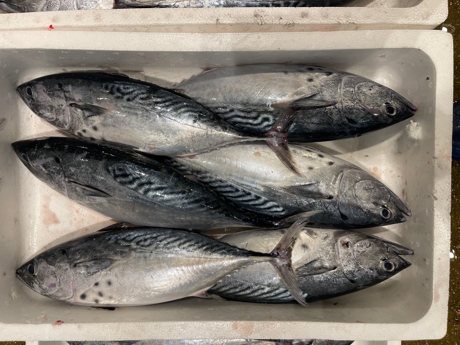 スマ1.5kg約9kg(定置) | UUUO(ウーオ)