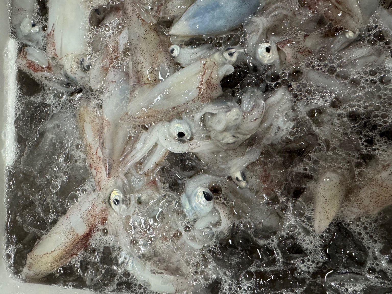 ヒイカ6キロ水氷約6kg(底曳) | UUUO(ウーオ)