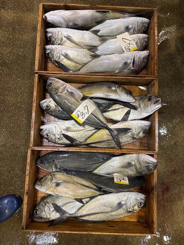 ギンガメアジ12入約9kg(定置) | UUUO(ウーオ)