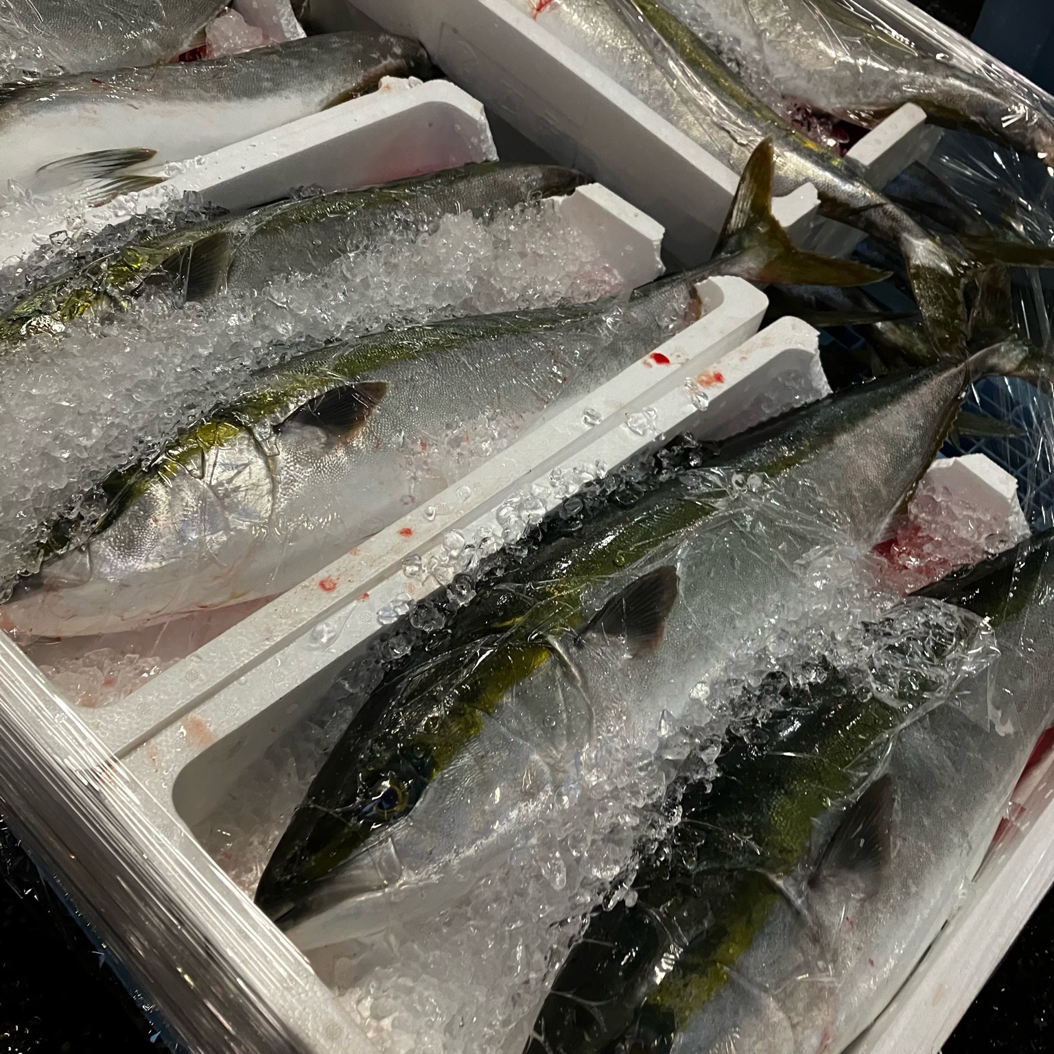 活〆ハマチ(定置) | UUUO(ウーオ)