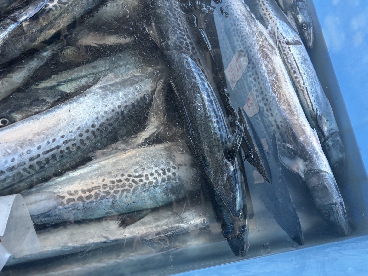 サワラキズ3入約6.5kg(定置) | UUUO(ウーオ)