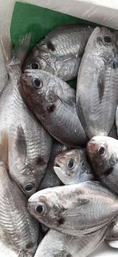 イボダイ | UUUO(ウーオ)