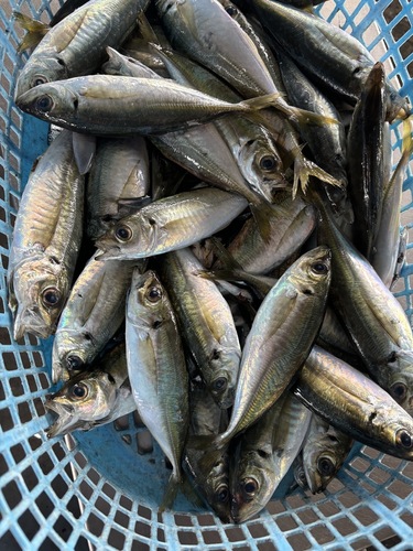 マアジ26-30入約5kg(定置) | UUUO(ウーオ)