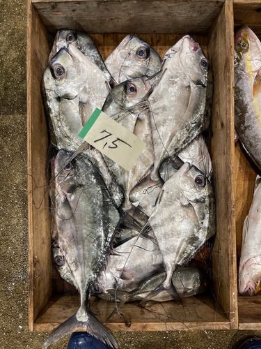 イトヒキアジ500gー300g前後約7kg(定置) | UUUO(ウーオ)