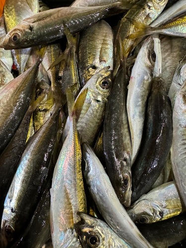 マアジ4キロ下氷約4kg(定置) | UUUO(ウーオ)