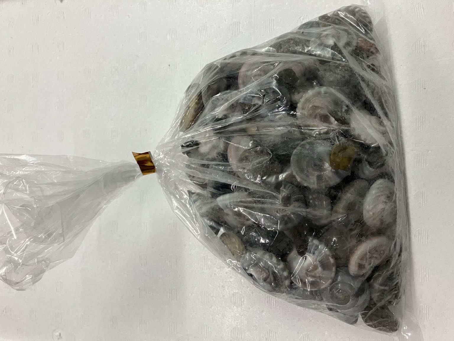 ダンベイキサゴ約1kg | UUUO(ウーオ)