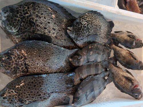 鮮魚BOX10入約3.7kg(釣) | UUUO(ウーオ)