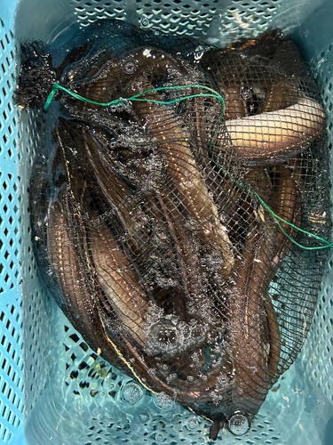 アナゴ1キロ物約7kg(沿岸) | UUUO(ウーオ)