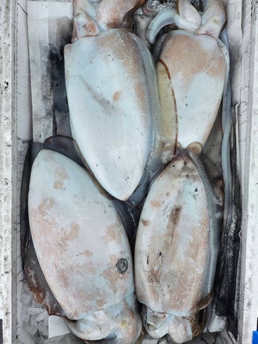 モンゴウイカ(定置) | UUUO(ウーオ)