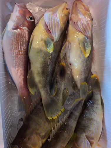 鮮魚BOX6入約3.3kg(釣) | UUUO(ウーオ)