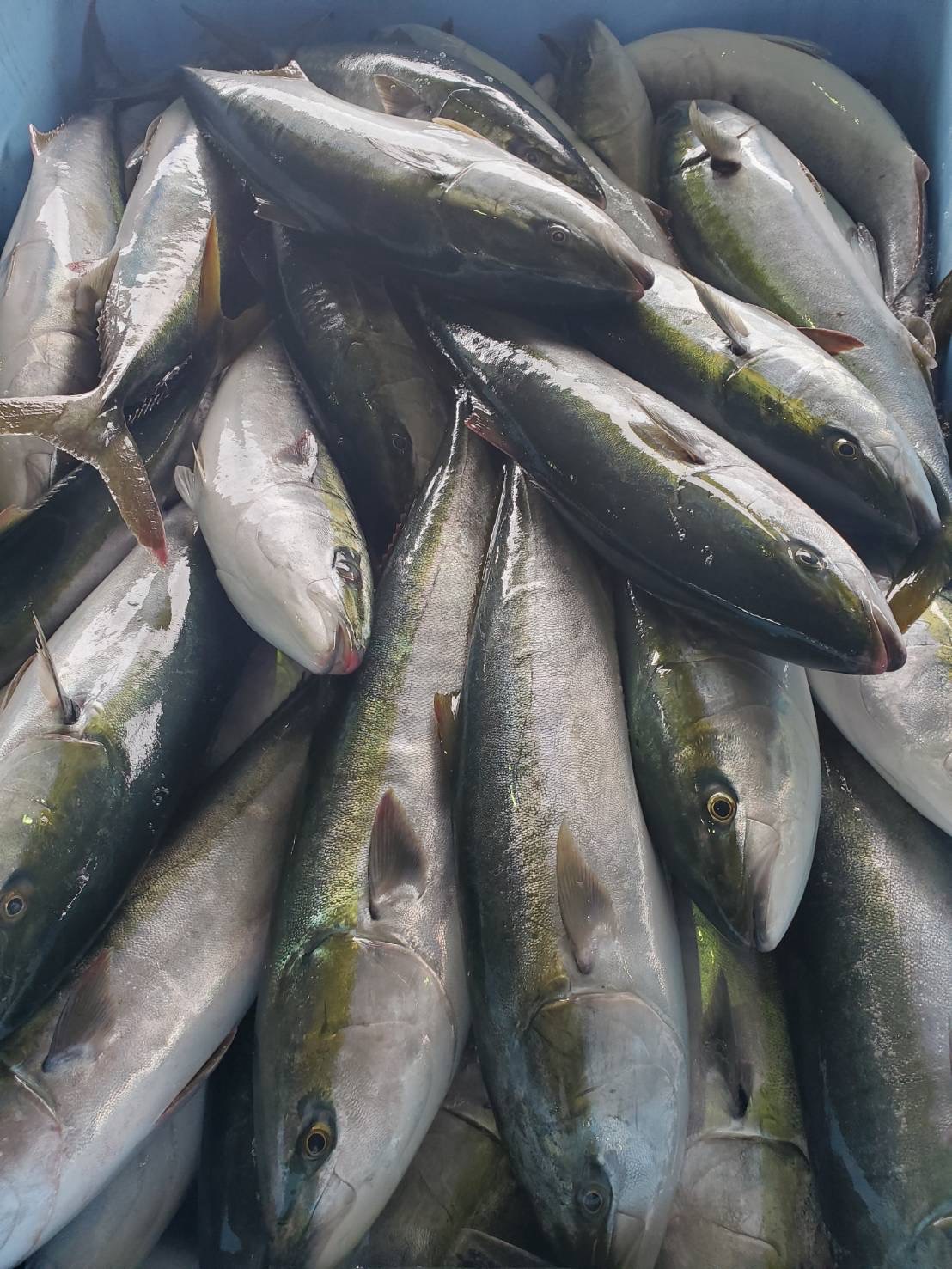 ブリ7-9k1入約7kg(定置) | UUUO(ウーオ)