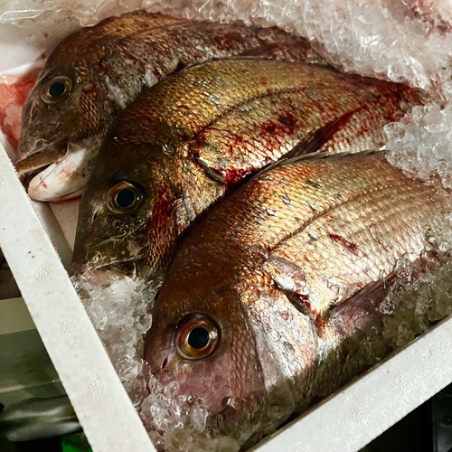 活〆マダイ6入約5.5kg | UUUO(ウーオ)