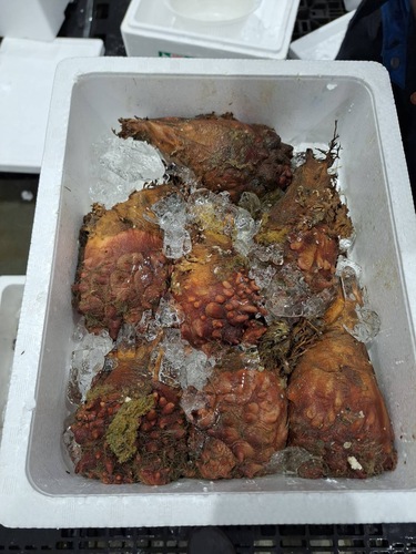 ホヤ10入約3kg(沿岸) | UUUO(ウーオ)