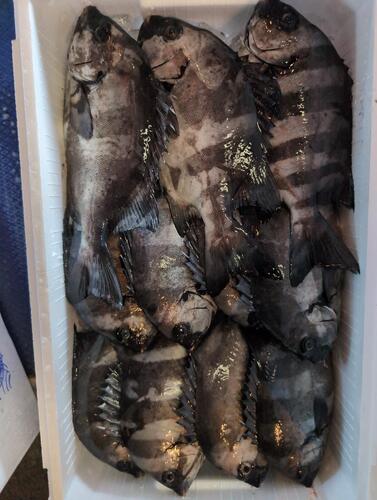 活〆イシダイ11入約5.3kg(定置) | UUUO(ウーオ)