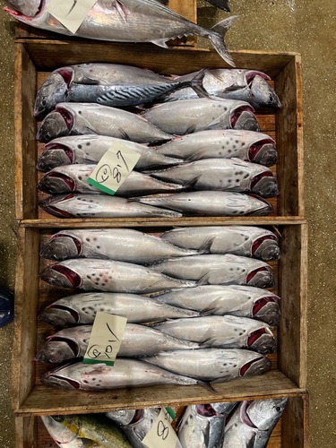 スマ900g〜1kg約9kg(定置) | UUUO(ウーオ)