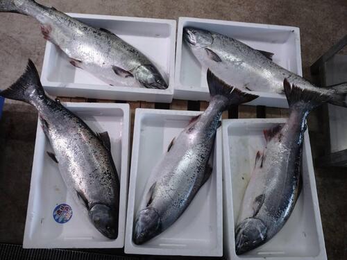 マスノスケ | UUUO(ウーオ)