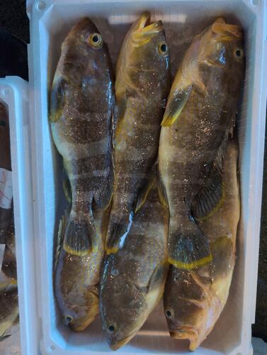 アオハタ6入約5kg(釣) | UUUO(ウーオ)