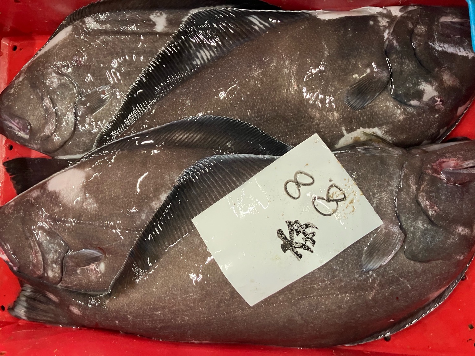 アブラガレイ約6kg(底曳) | UUUO(ウーオ)