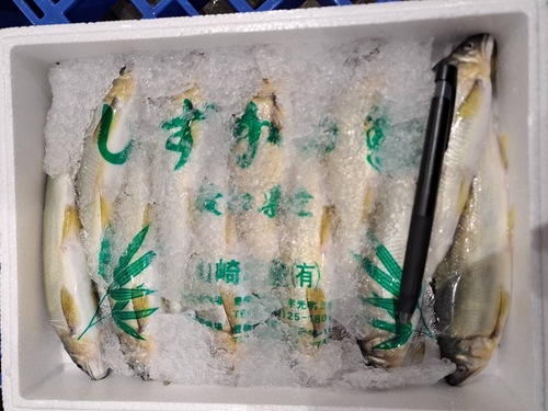 アユ10尾前後約1kg(沿岸) | UUUO(ウーオ)