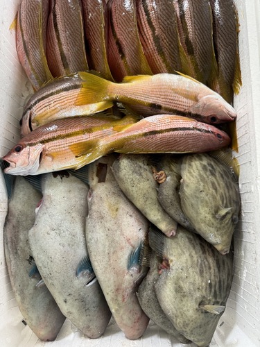 鮮魚BOX | UUUO(ウーオ)