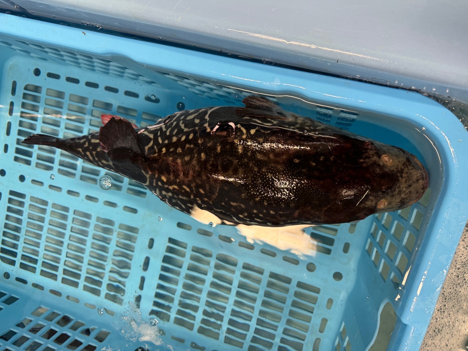 活トラフグ1入約4.2kg(底曳) | UUUO(ウーオ)