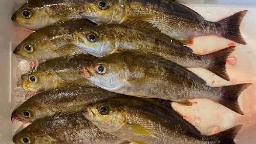 イサキ9/12尾約3kg(定置) | UUUO(ウーオ)