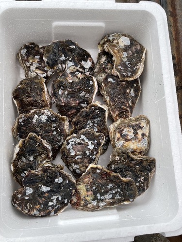 岩ガキ15/20入約5kg(沿岸) | UUUO(ウーオ)