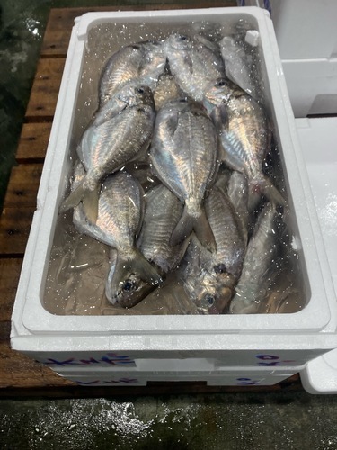 エボダイ19入約4kg(刺網) | UUUO(ウーオ)