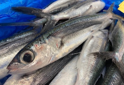 トビウオ10入約2kg(定置) | UUUO(ウーオ)